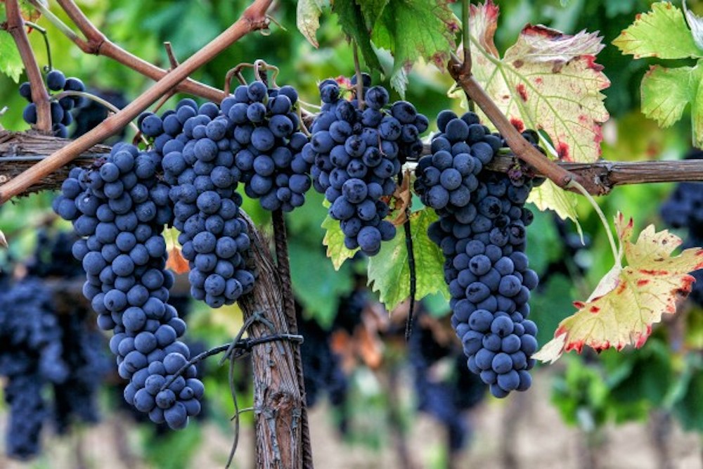 Heading into the New Year with three winter-worthy wines | Wine Openers